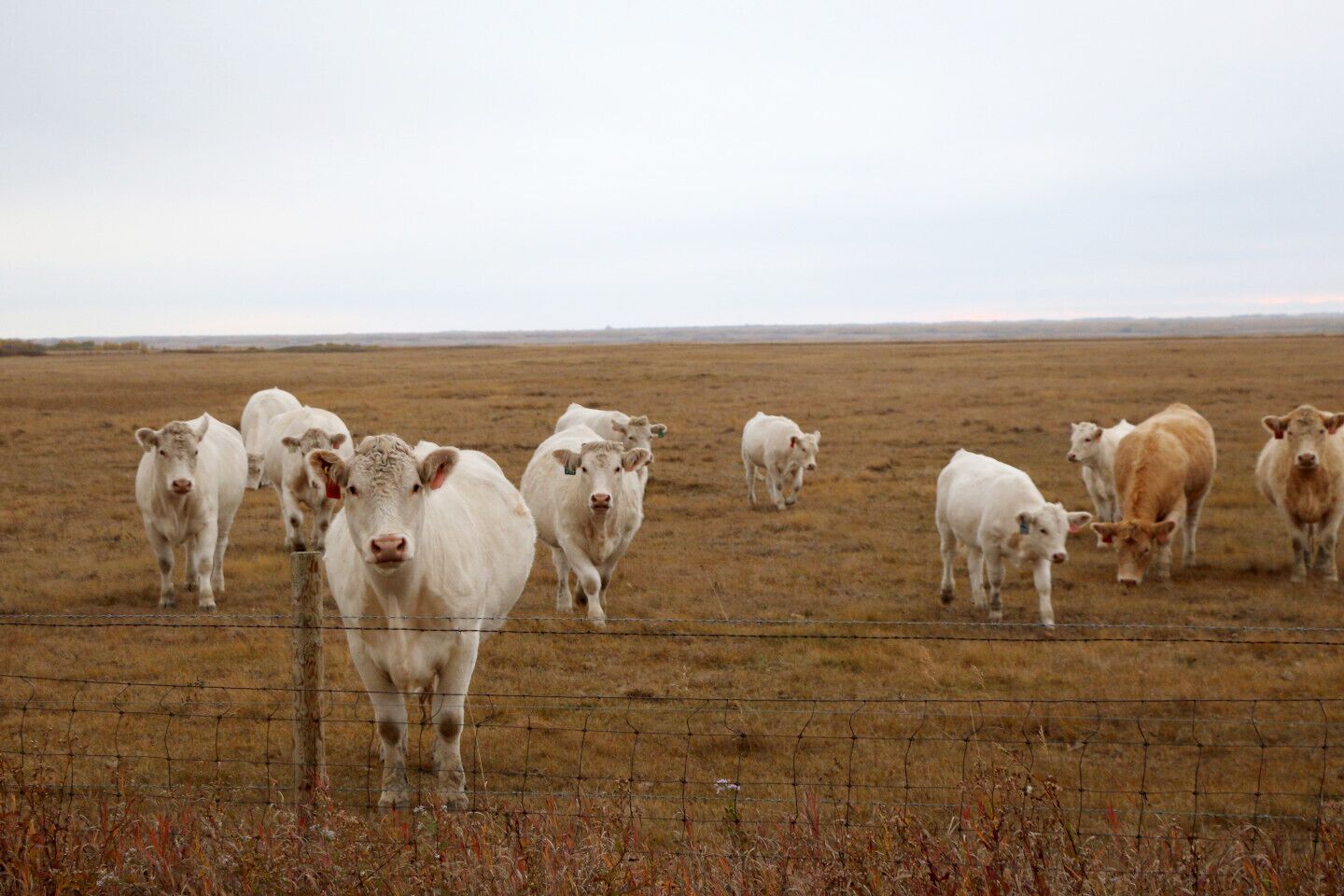10 Best Ranches To Stay In Canada - Updated 2024 | Trip101