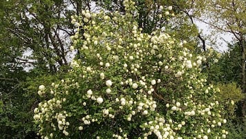 Jardim