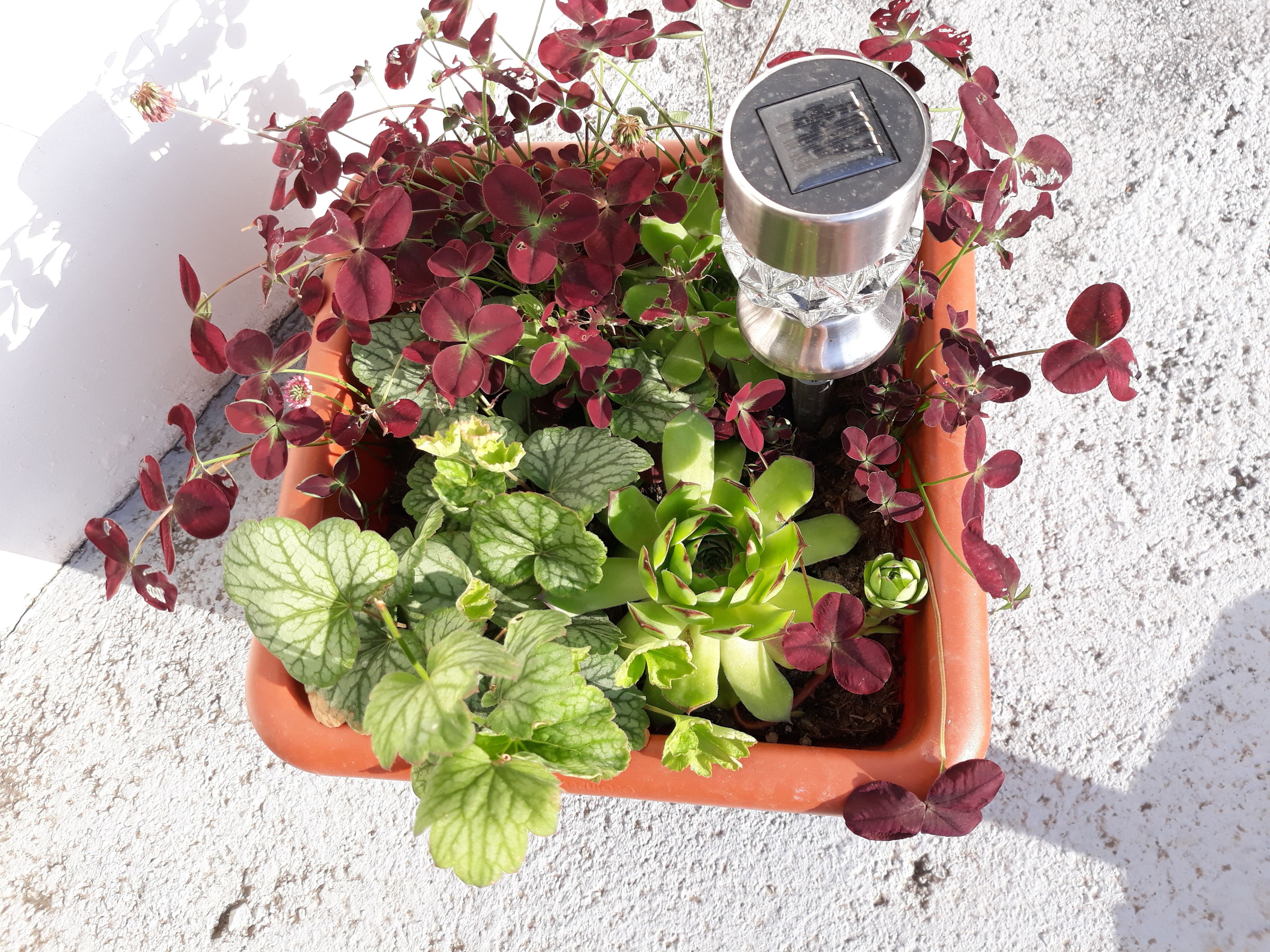Uma planta em vaso com um objeto de metal em cima, colocada sobre uma superfície texturizada.