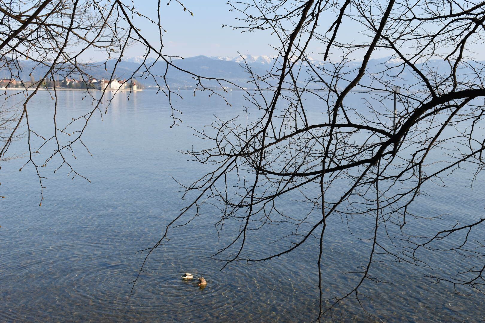 Um lago tranquilo com vista clara para montanhas ao longe e galhos secos em primeiro plano.