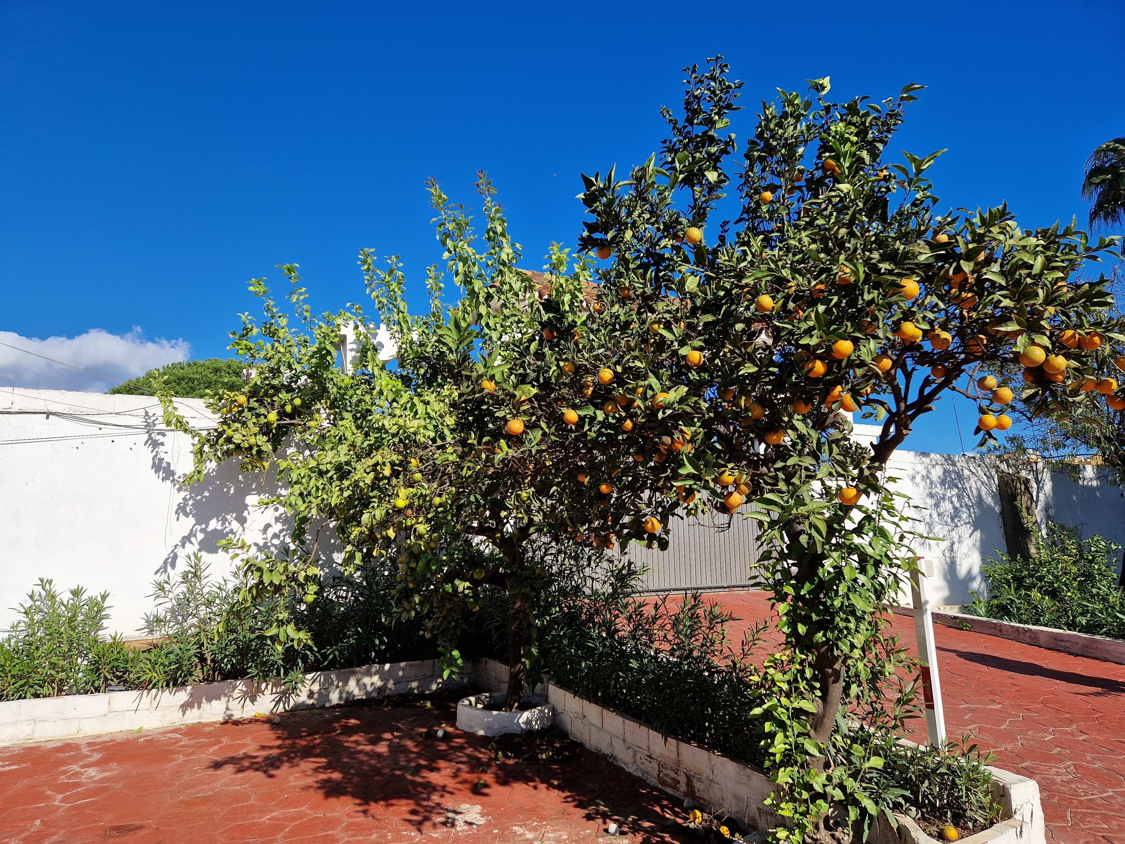 Jardim