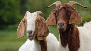 Duas cabras com chifres largos e pelagem densa, em um campo gramado.