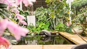 Jardim