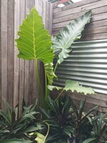 Planta com folhas verdes grandes, ao lado de uma cerca de madeira e uma parede de metal corrugado.