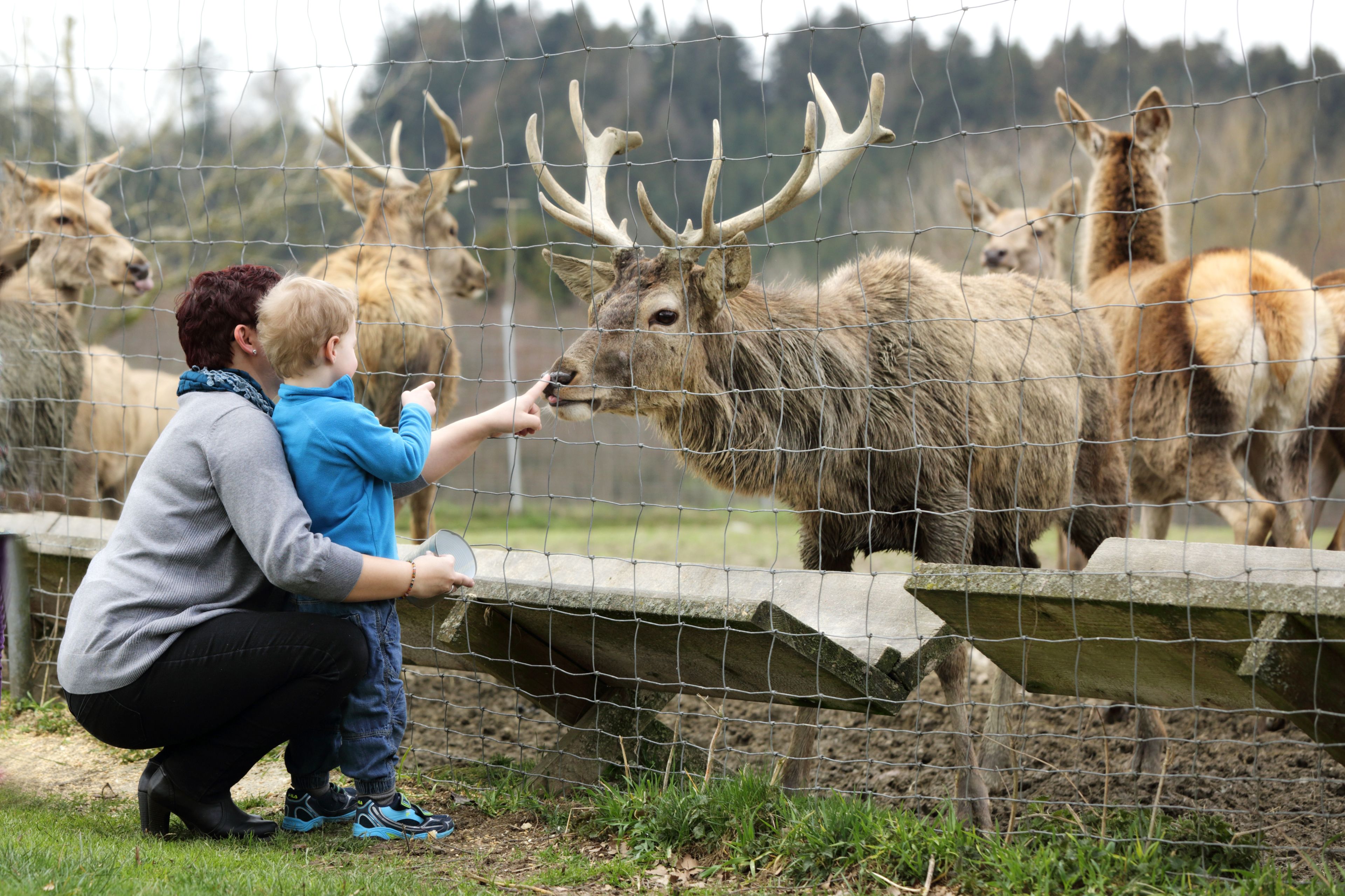 Uma pessoa alimentando alces através de uma cerca em um zoológico.