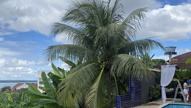 Uma piscina infinita azul cristalina com vista para o mar, rodeada por vegetação exuberante e uma palmeira.