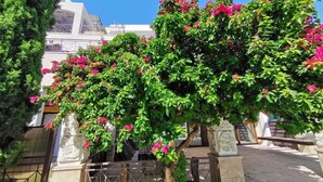 Um pátio com uma árvore decorada com flores cor-de-rosa, um edifício branco com varanda e um portão de metal.