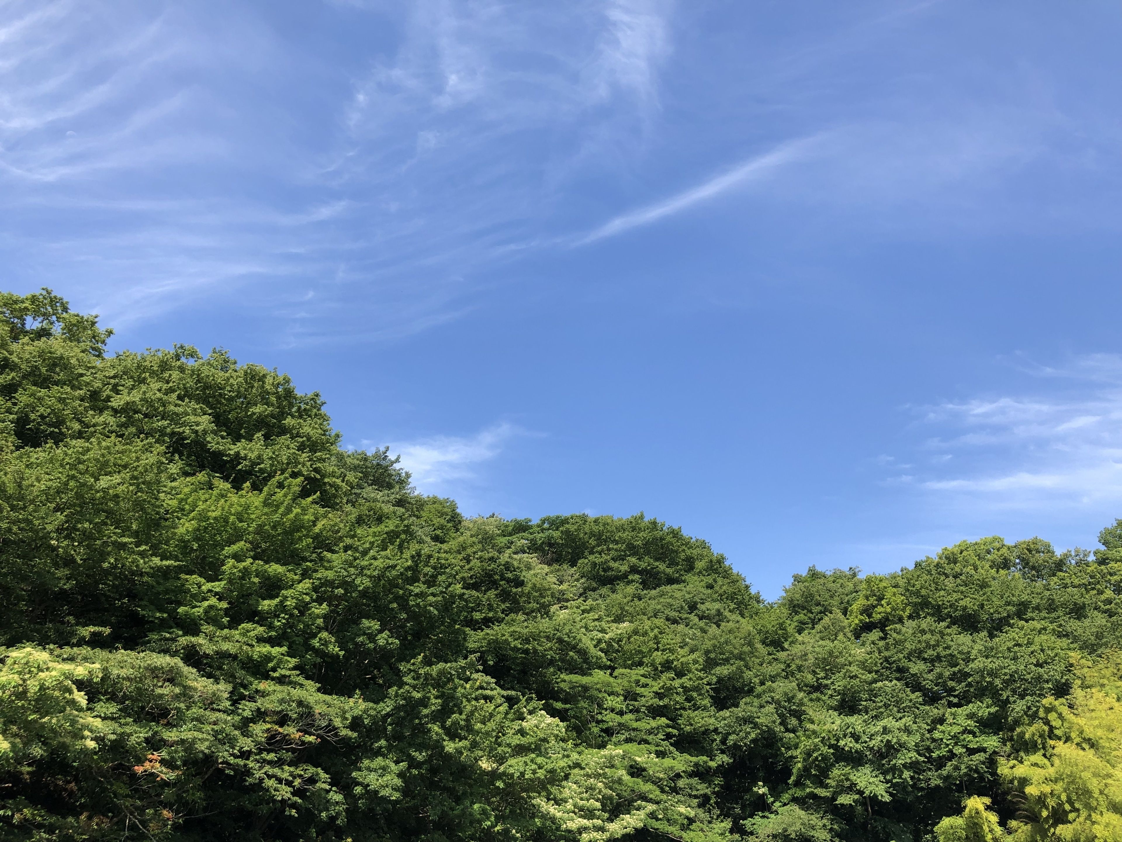 Uma floresta densa com um céu azul límpido.