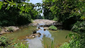 Paisagem natural com um riacho rodeado por vegetação densa e pedras.