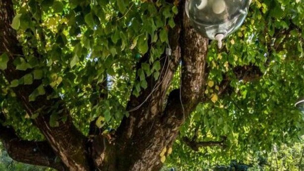 Uma área de refeições ao ar livre, com mesas dispostas sob uma grande árvore, rodeada por vegetação.
