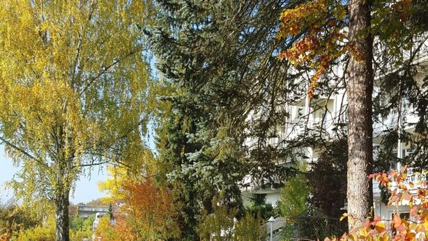 Um parque com árvores, gramado e cadeiras de lounge brancas.