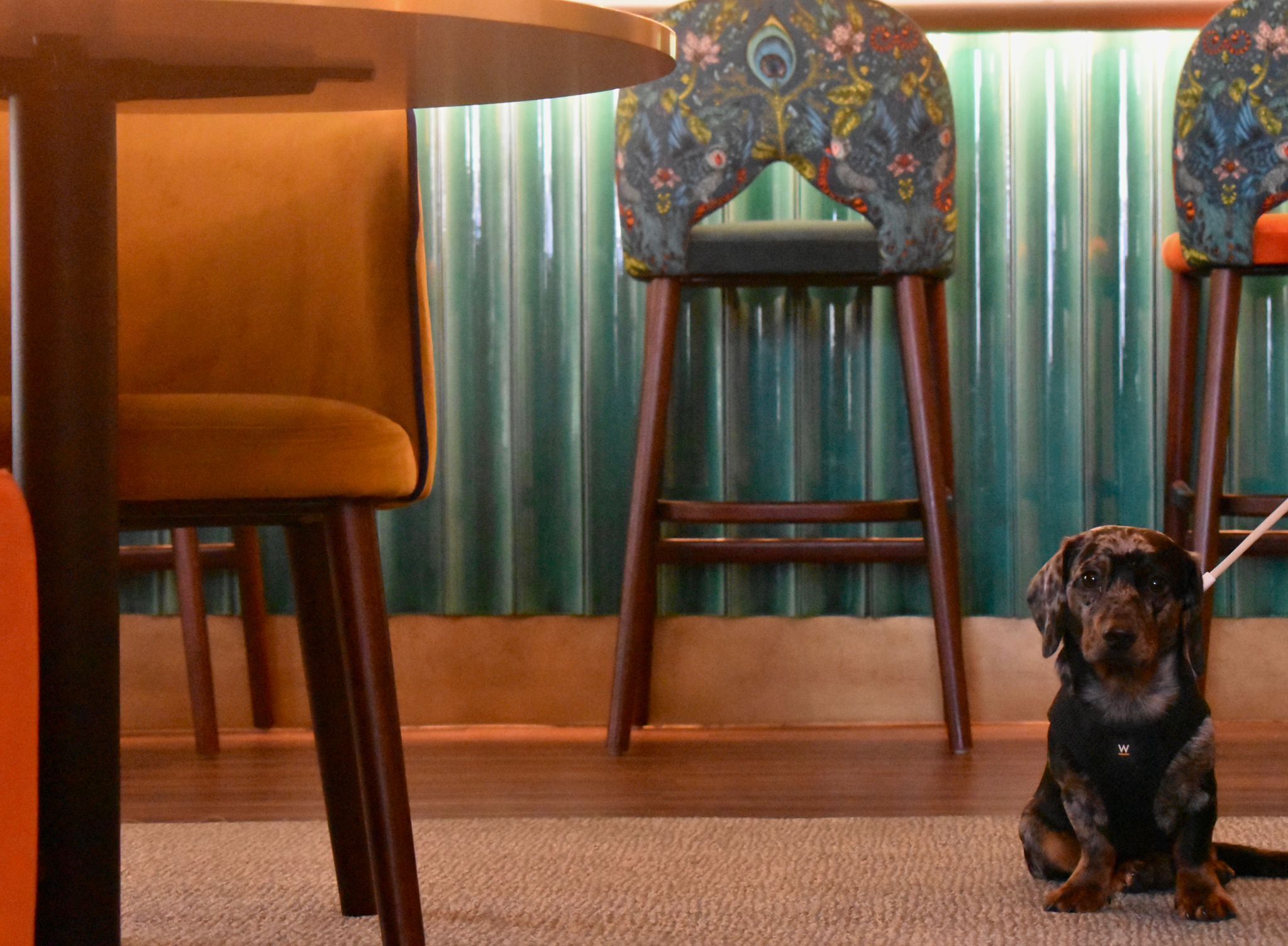 Um quarto com uma mesa de madeira, duas cadeiras com estofamento floral e um cão sentado no chão.
