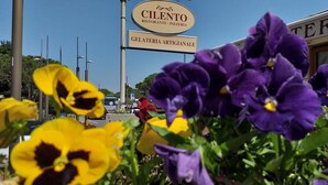 Placa para 'CILENTO RISTORANTE - PIZZERIA' e 'GELATERIA ARTIGIANALE', com flores em primeiro plano.