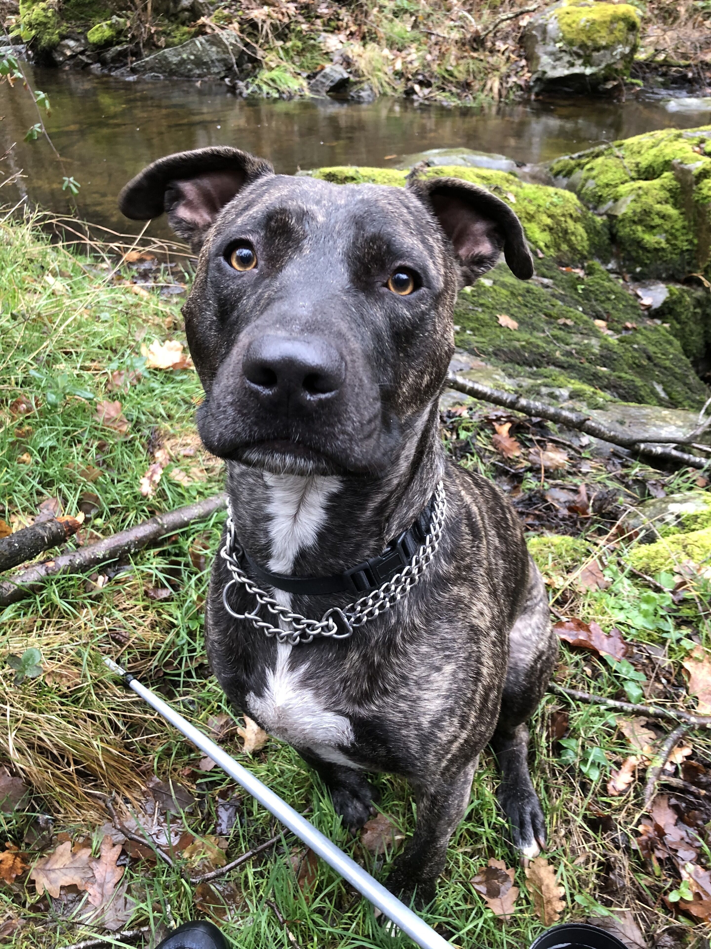Um cão preto com uma mancha branca no peito, sentado na grama perto de um riacho com pedras cobertas de musgo.