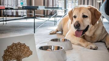 Um cão deitado sobre um tapete branco, com um cartão de boas-vindas e duas tigelas de metal.