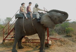 Um elefante grande com uma plataforma e corrimãos, transportando duas pessoas.