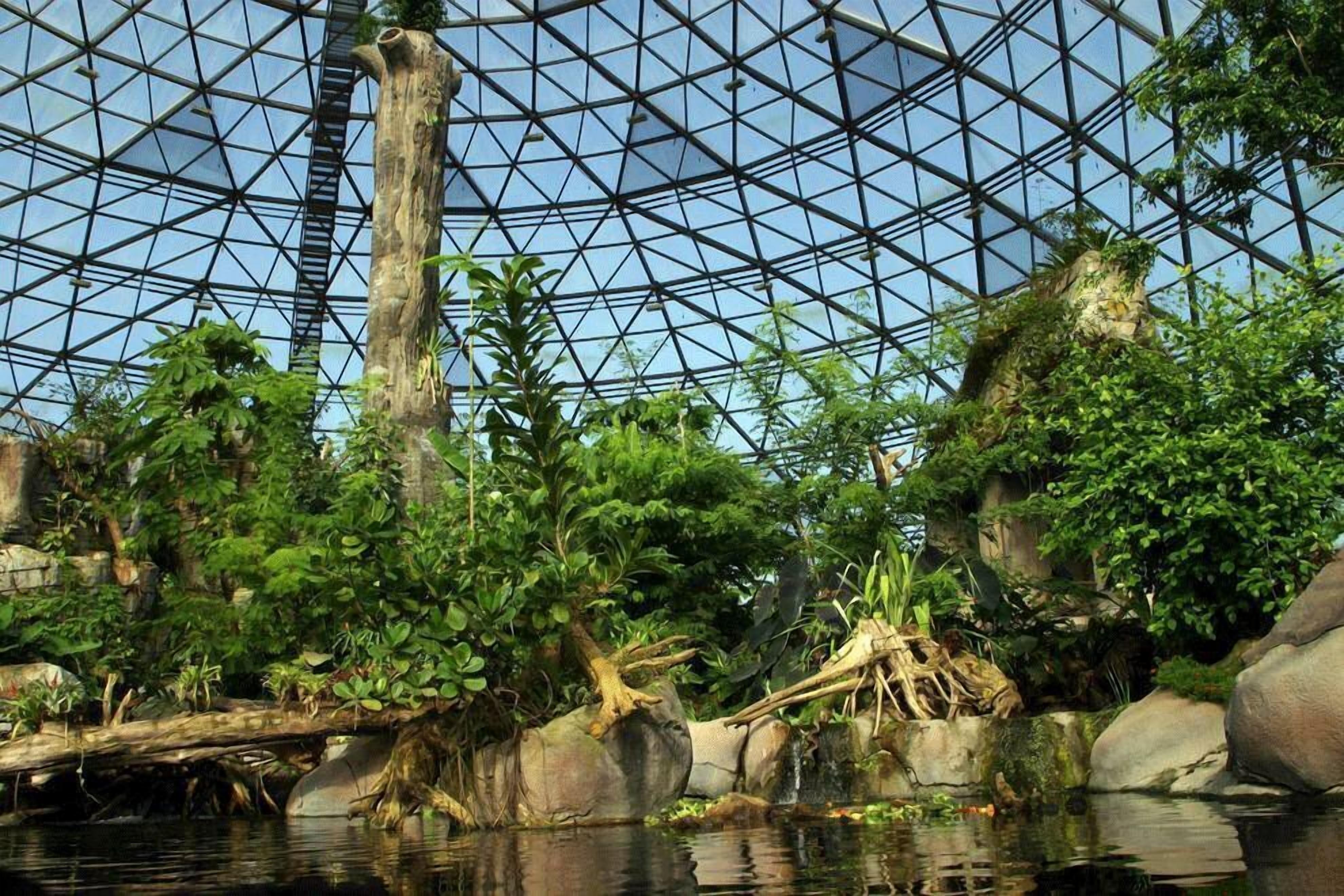 Um jardim botânico interno com teto de vidro, formações rochosas e diversas plantas.