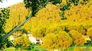 Área residencial com casas cercadas por vegetação exuberante e árvores.
