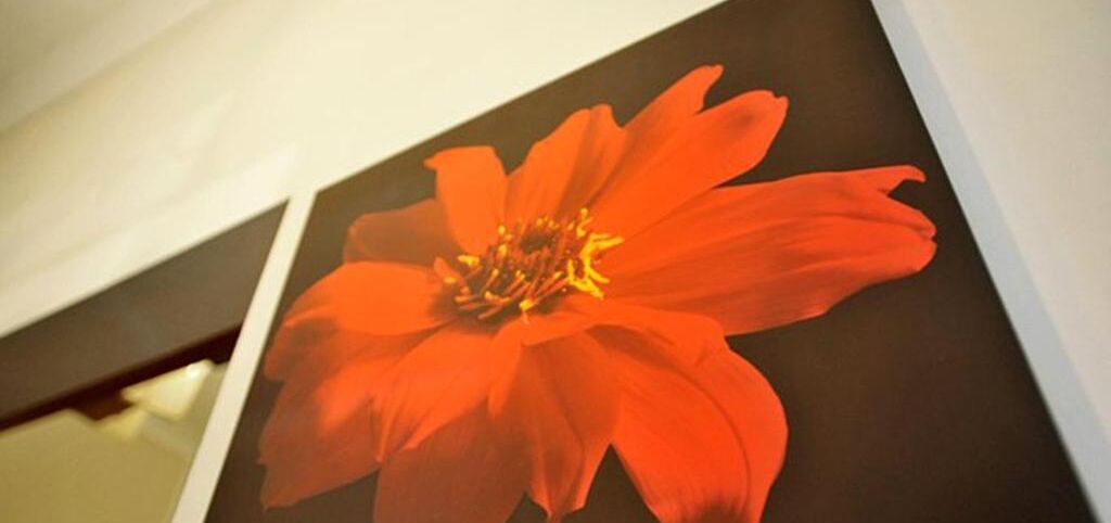 Um close-up de uma flor vermelha vibrante sobre um fundo escuro.