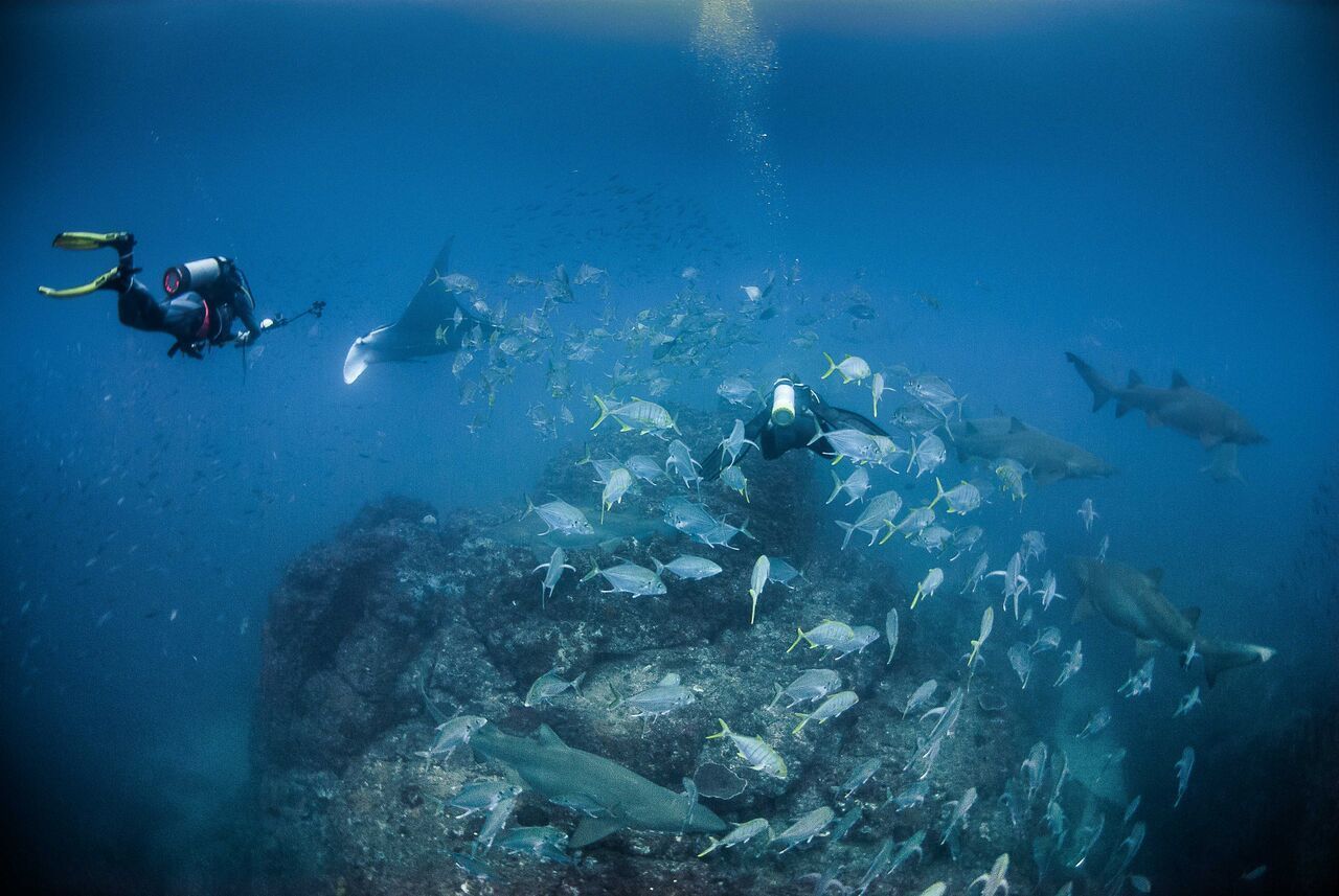 Mergulhador cercado por um grande cardume de peixes e tubarões em águas azuis e cristalinas.