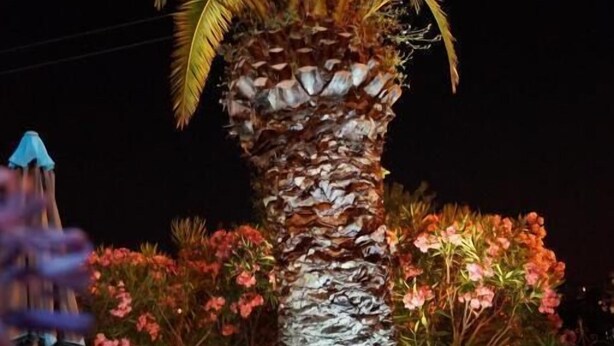 Uma palmeira com tronco texturizado e base bem iluminada, rodeada por flores cor-de-rosa e vegetação.