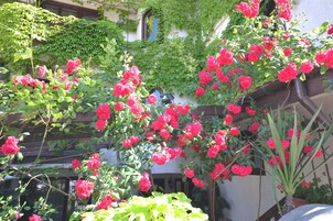 Jardim