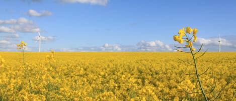Um vasto campo de flores amarelas sob um céu azul límpido, com algumas turbinas eólicas à distância.