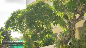 Uma área de piscina com espreguiçadeiras, uma cascata e vegetação exuberante.