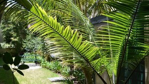 Um jardim exuberante com uma palmeira imponente e um caminho que leva a um edifício.