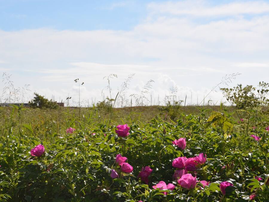 Um campo de flores cor-de-rosa com céu azul.