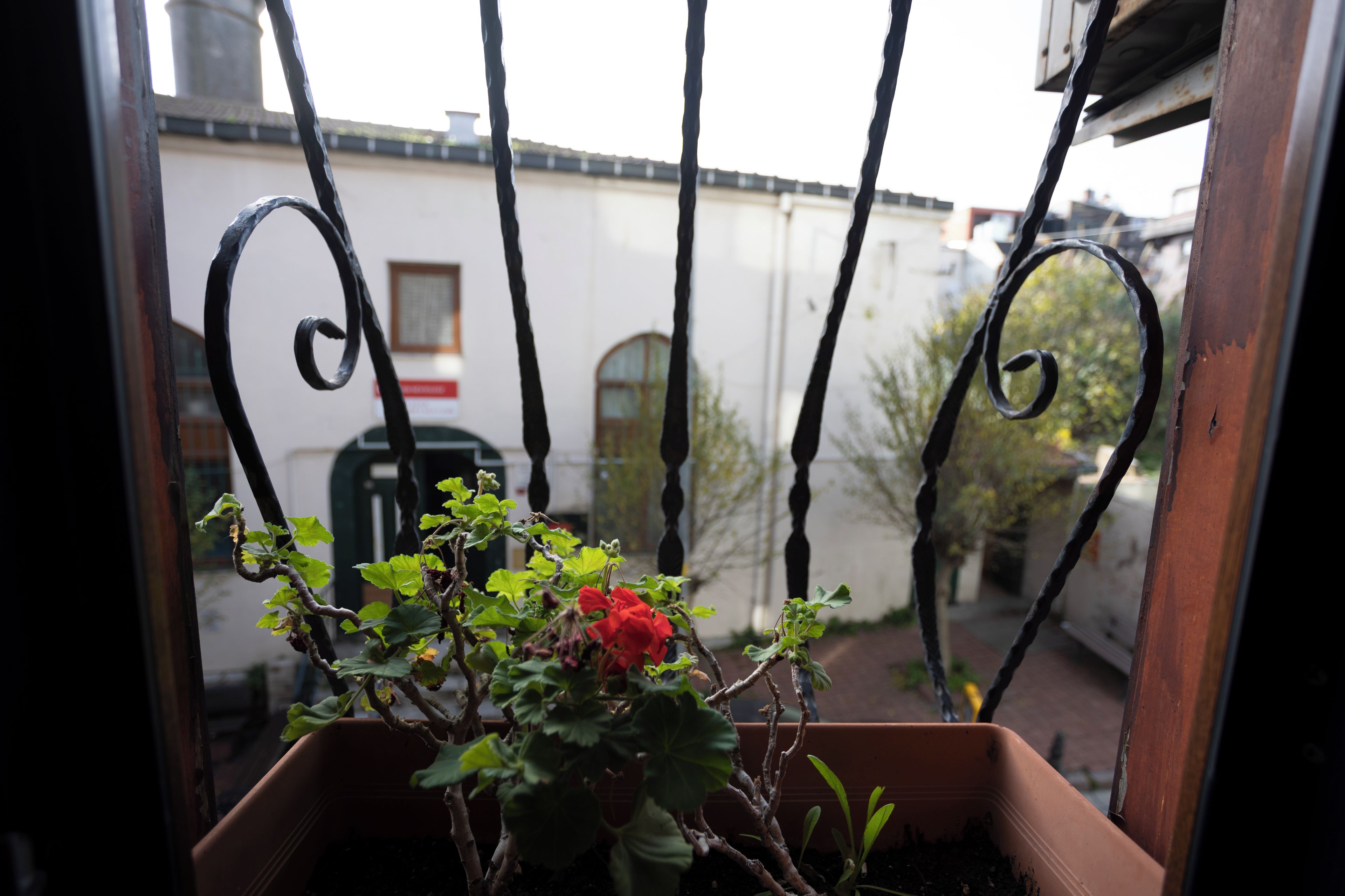 Planta em vaso com flores vermelhas numa varanda.