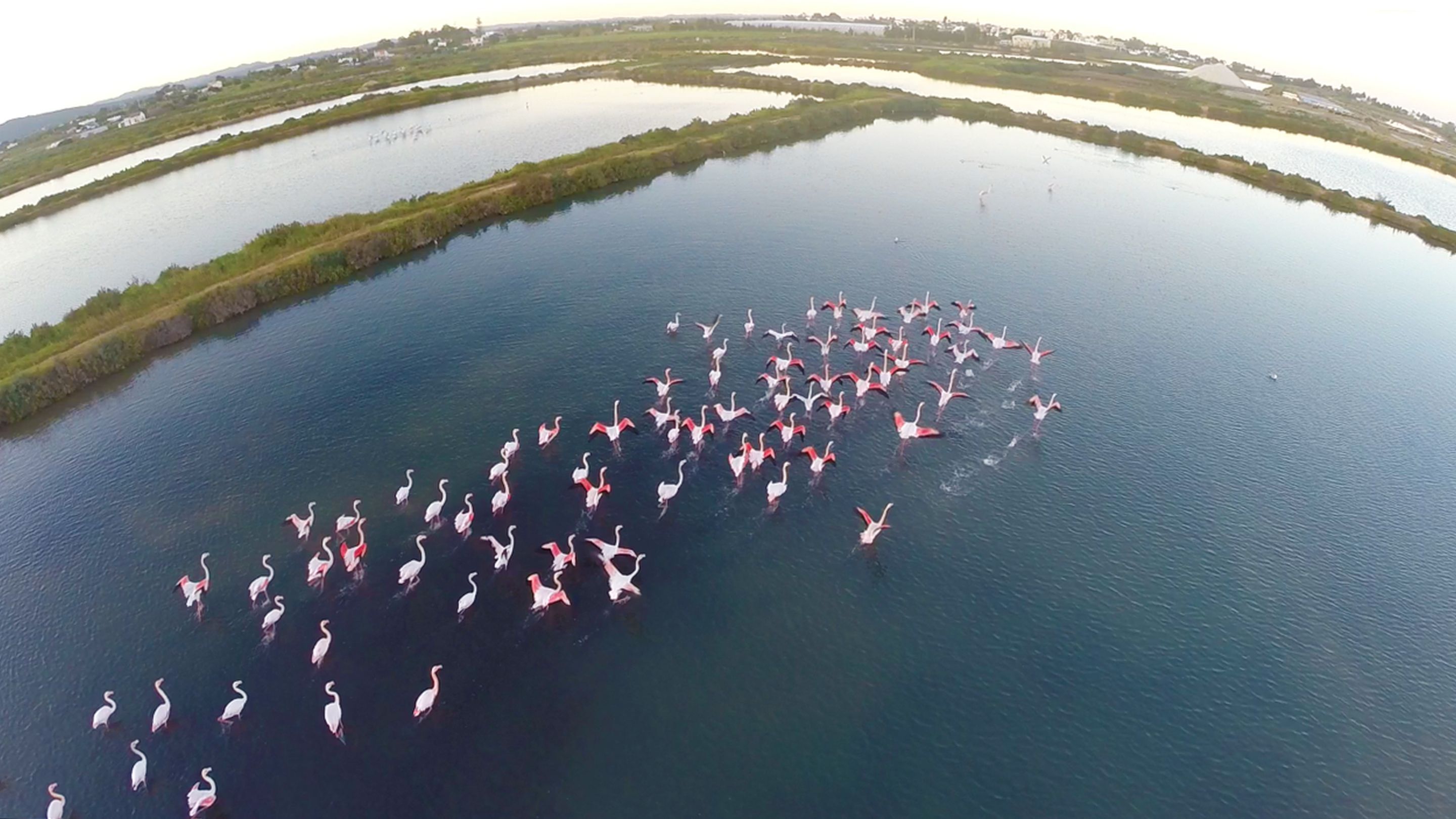Vista aérea de uma grande massa de água com um bando de flamingos.