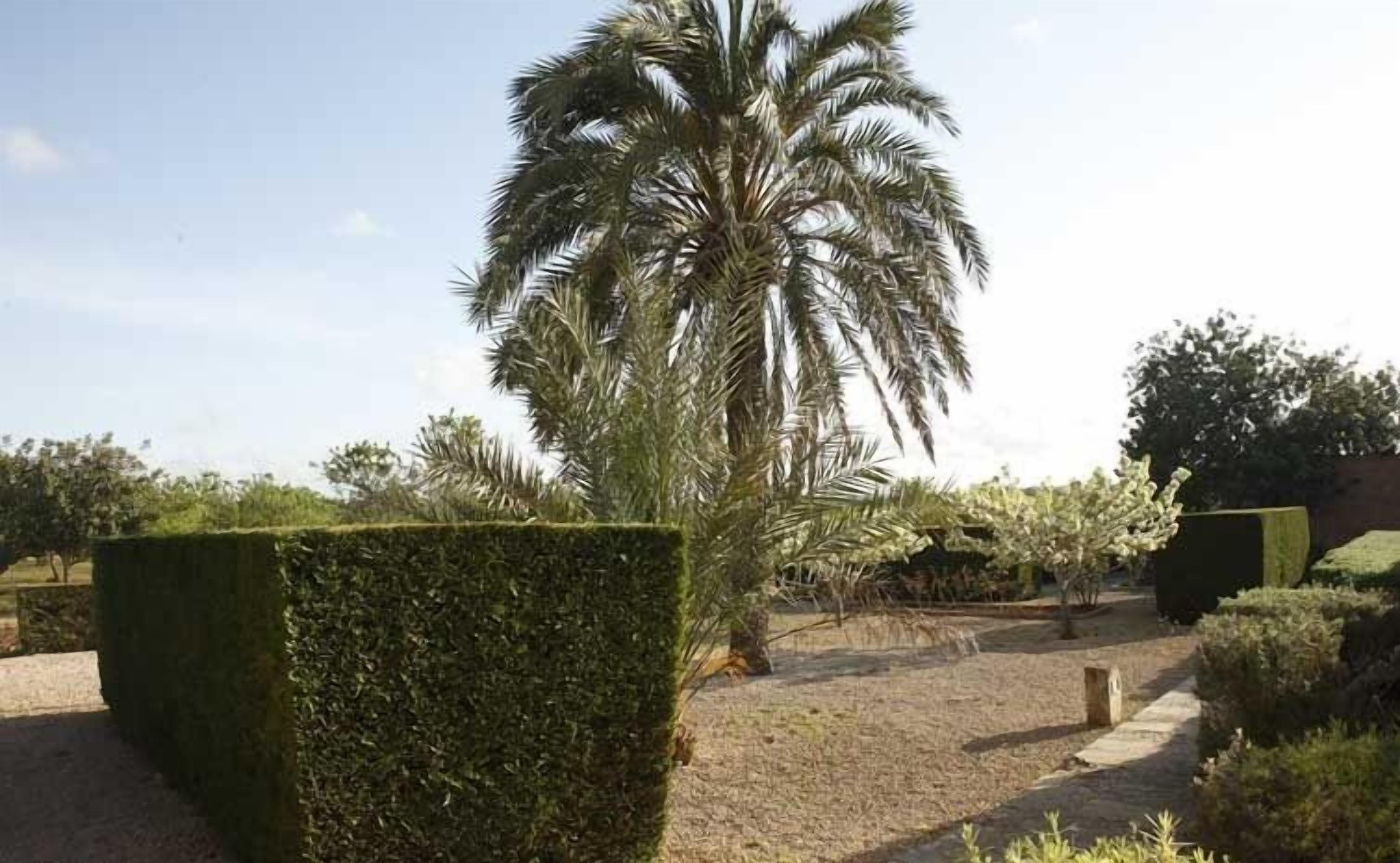 Um jardim bem cuidado com uma palmeira alta, sebes aparadas e um caminho de cascalho.