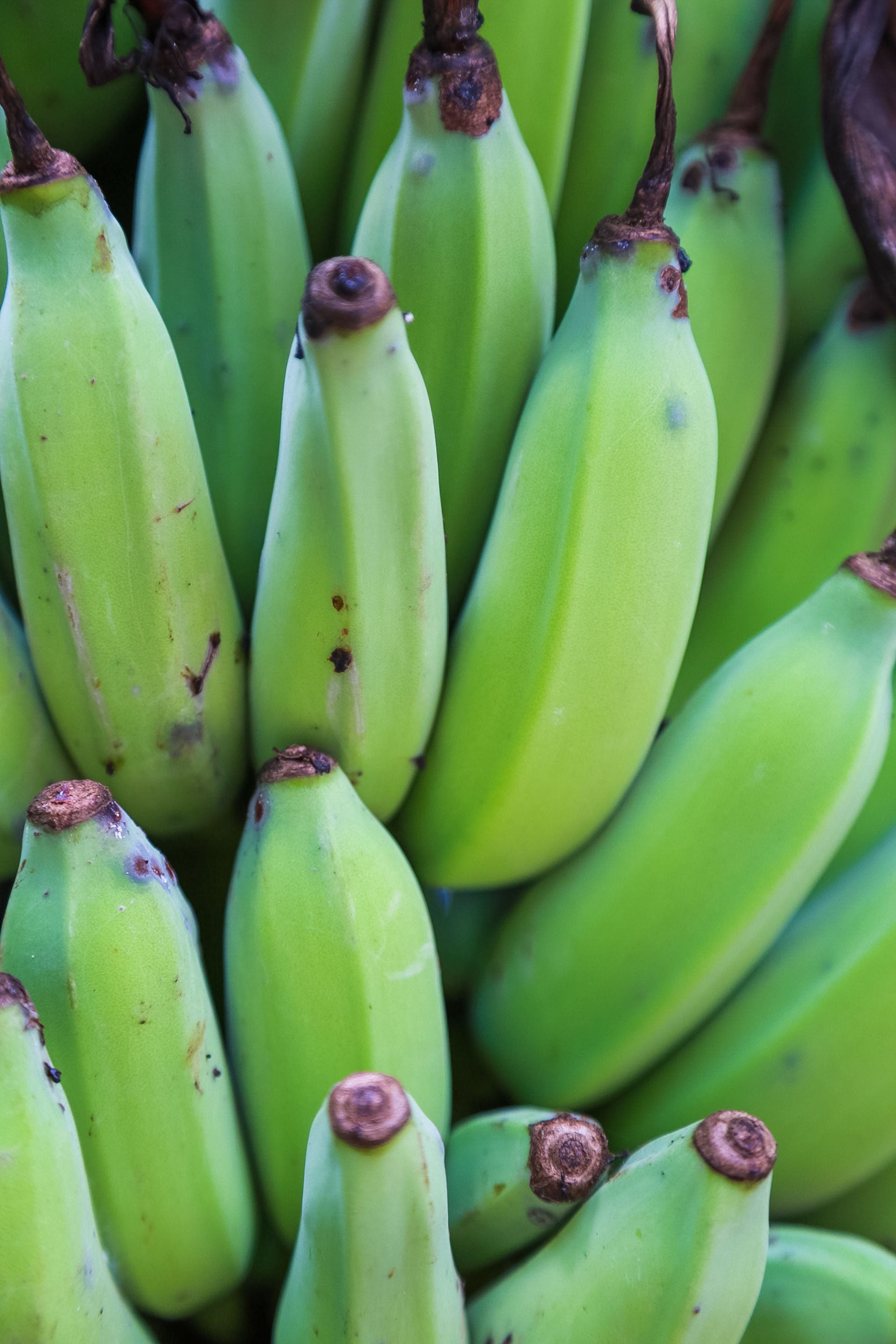 Um cacho de bananas verdes com as pontas castanhas.