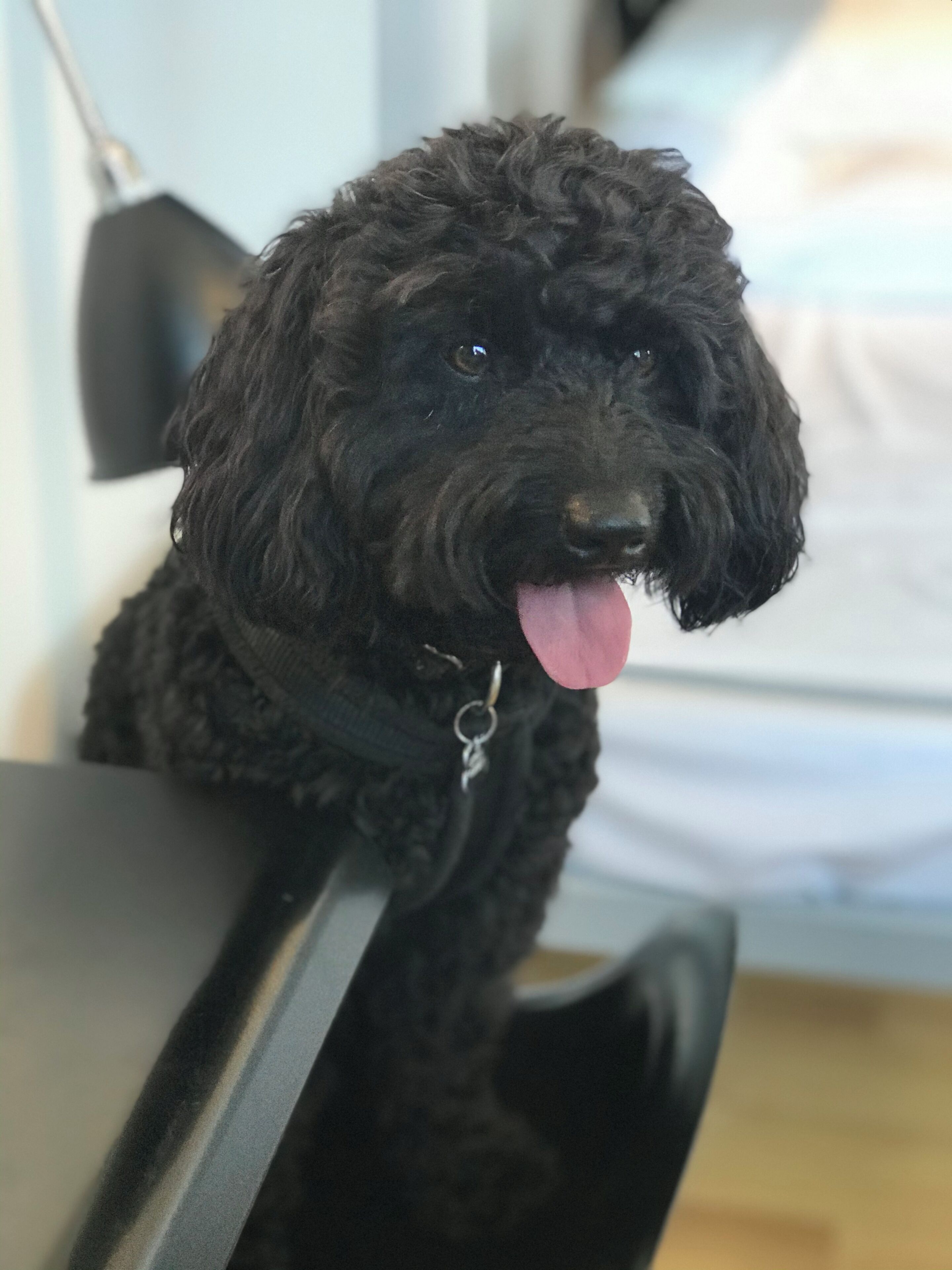 Um poodle preto sentado em uma cadeira com estrutura de metal, em um quarto com uma cama e uma luminária ao fundo.