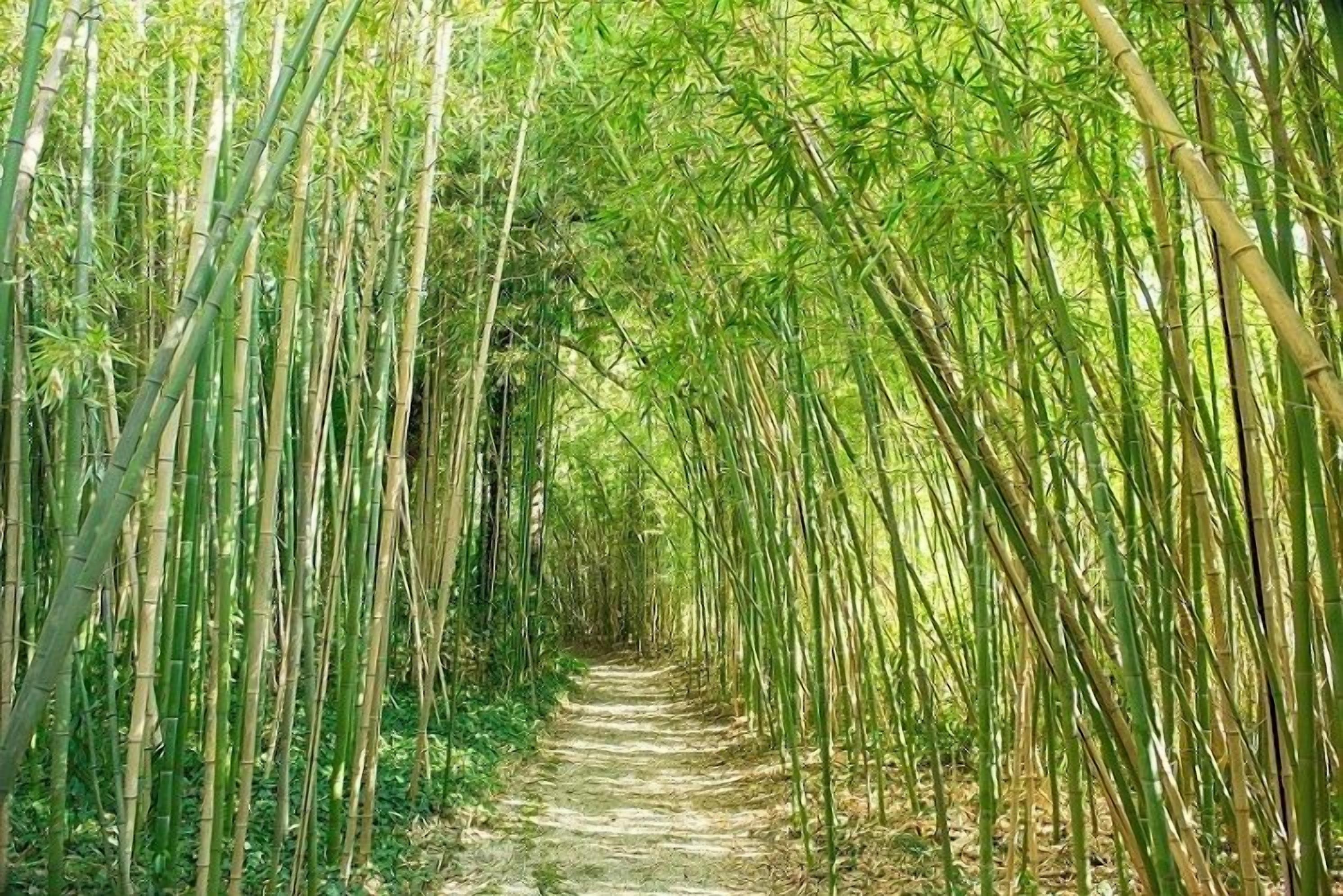 Caminho em uma floresta de bambu.