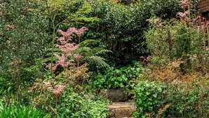 Uma escadaria de pedra leva a um deck de madeira, com vegetação exuberante e uma casa de tijolos ao fundo.
