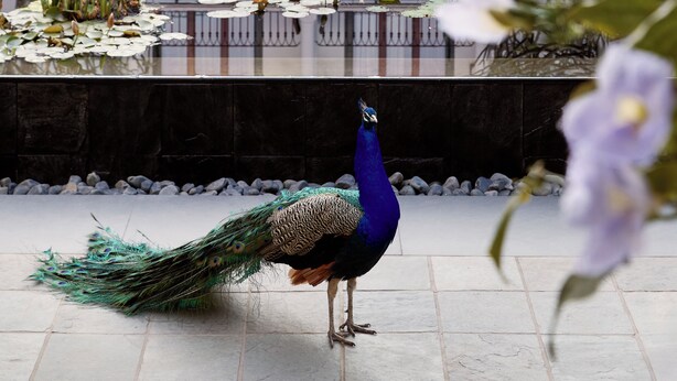 Um pavão em um pátio com uma piscina refletora, um edifício com janelas em arco e uma pessoa caminhando ao fundo.