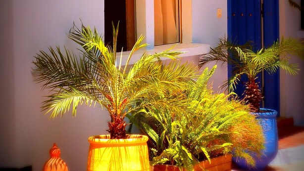Quarto com porta azul, janela em arco e plantas em vasos.