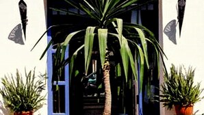 Uma planta em vaso em frente a um edifício com porta azul e telhado de azulejos.