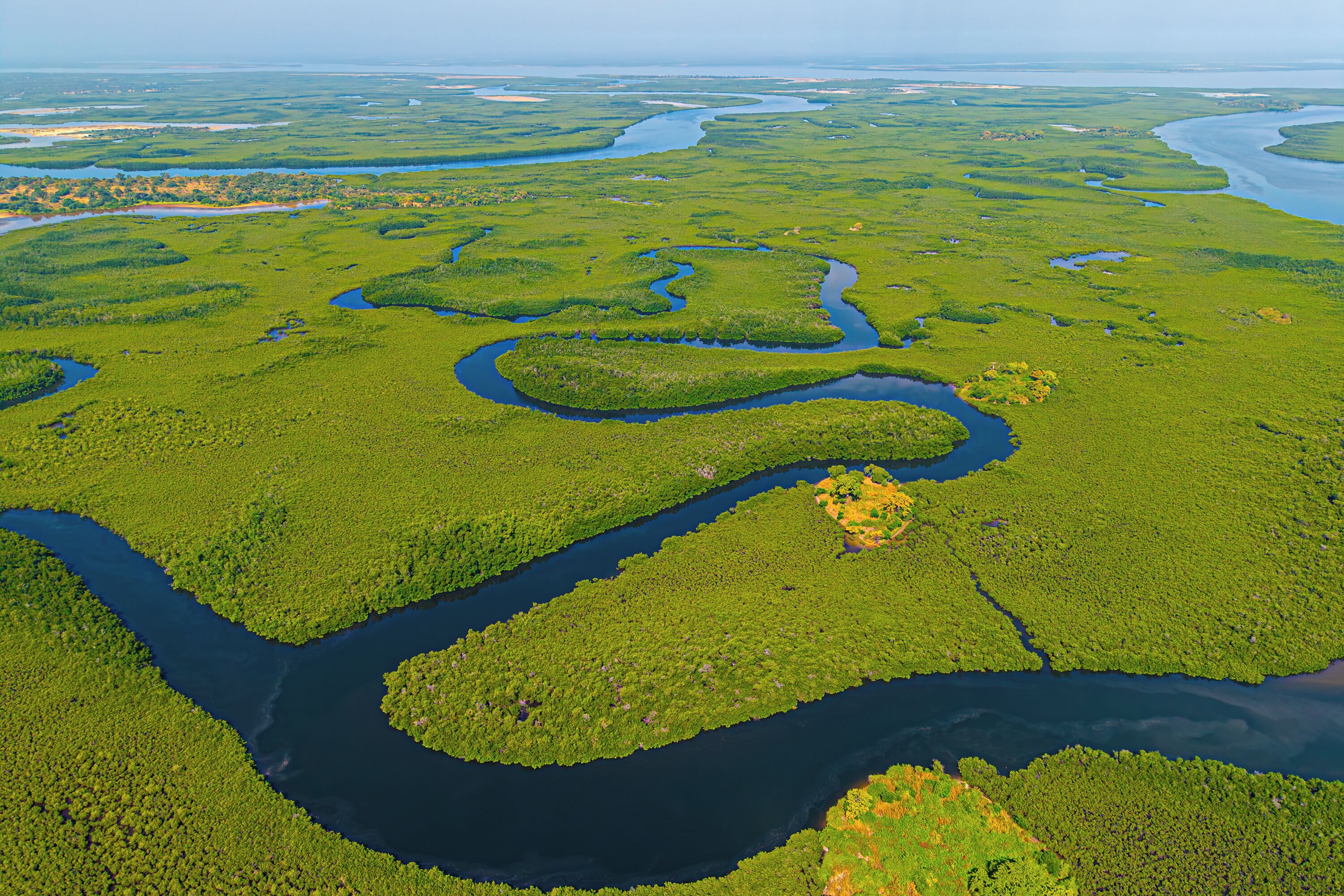 Vista aérea de uma floresta de mangue com canais sinuosos.