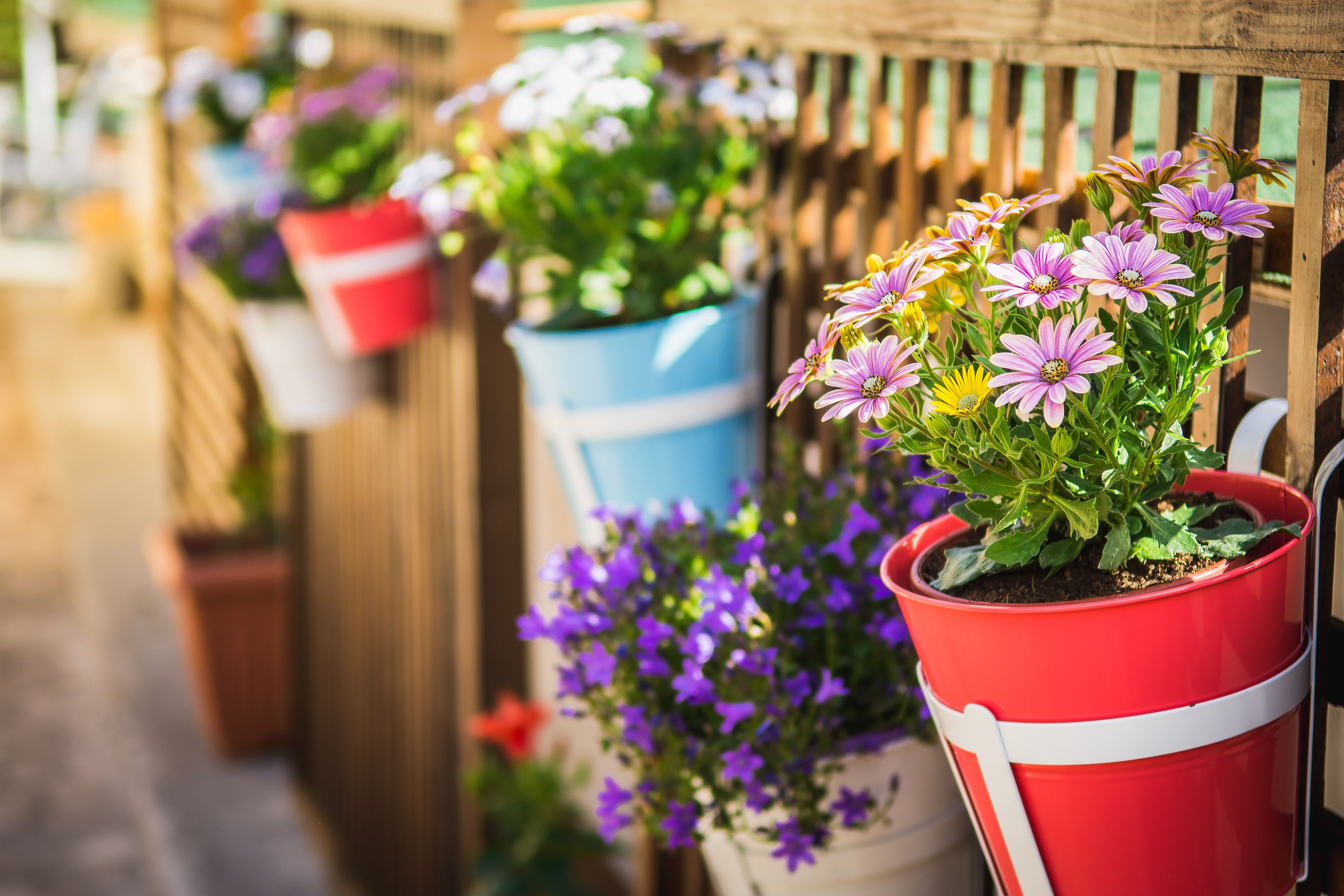Uma fileira de plantas em vasos com flores, dispostas ao longo de uma cerca de madeira.