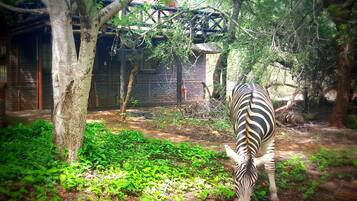 Terrenos do alojamento