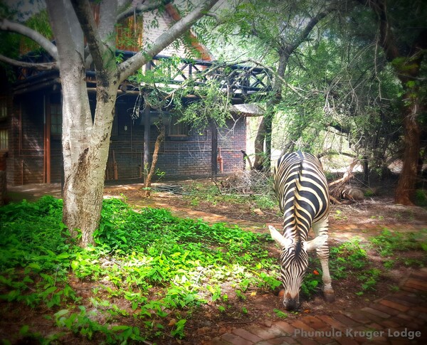 Phumula Kruger Lodge - Marloth Park