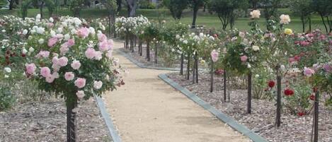 Caminho ladeado por roseiras em um jardim.