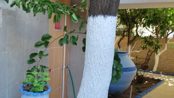 Pátio interior