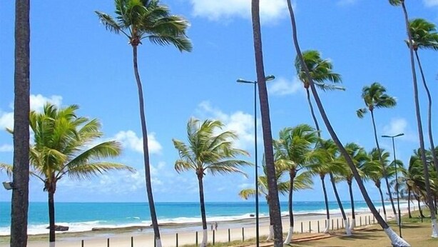 Uma praia com palmeiras e céu claro.