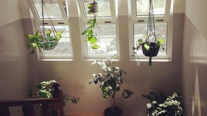 Quarto com três janelas, cada uma com uma planta pendurada. Há uma cadeira de madeira e um vaso com planta no chão.