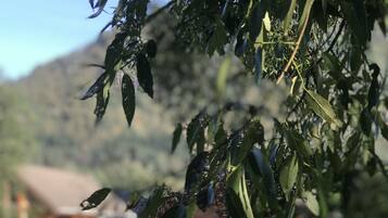 Uma árvore com folhas verdes e um fundo desfocado de uma casa e montanhas.