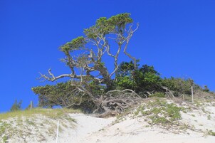 Uma árvore grande e retorcida numa praia arenosa, com um céu azul límpido.